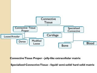 Connective Tissue Proper Flow Chart