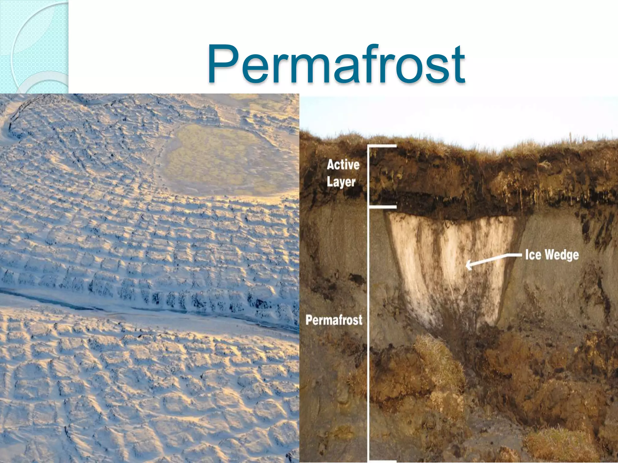 Ex situ conservation | PPTX