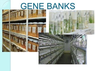 Ex situ conservation | PPTX