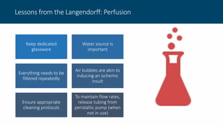 An Introduction to Isolated Langendorff Heart: Experimental ...