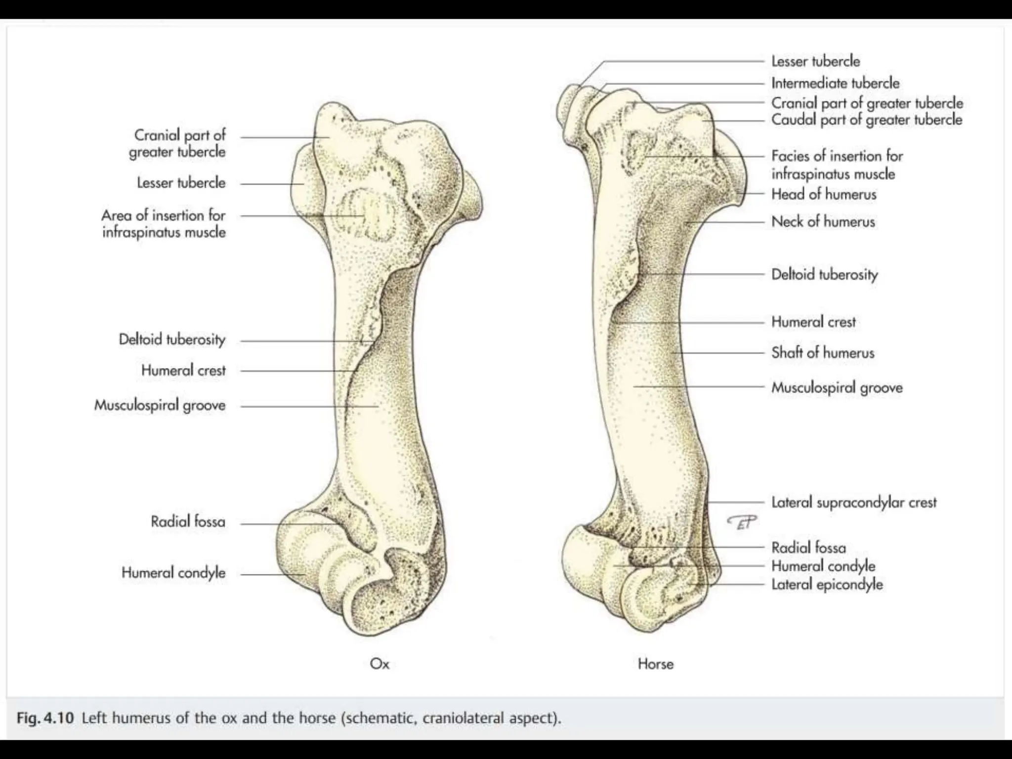 Ex#01 Anatomy of Forelimb of Animals.ppt