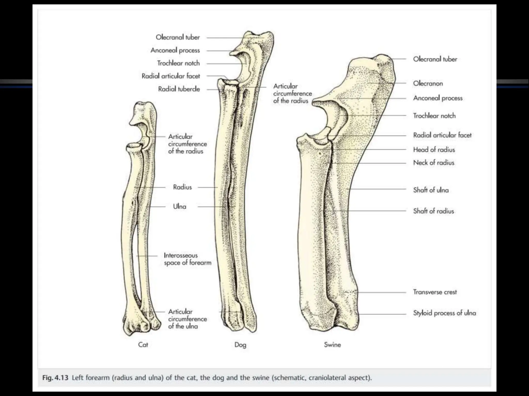 Ex#01 Anatomy of Forelimb of Animals.ppt