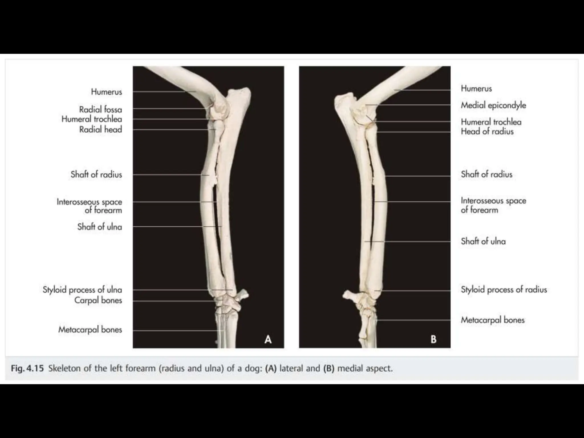 Ex#01 Anatomy of Forelimb of Animals.ppt