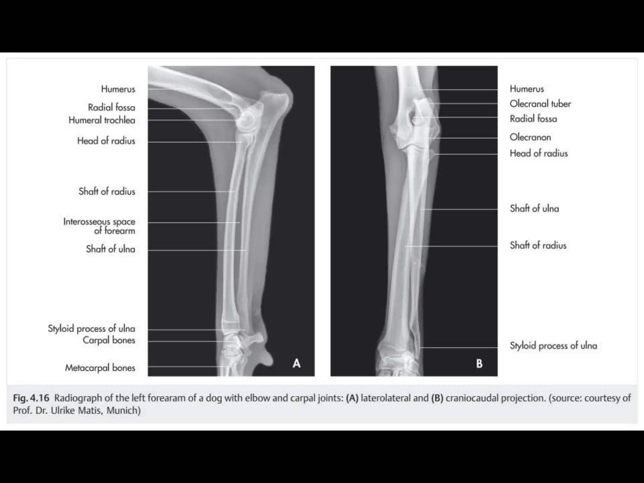 Ex#01 Anatomy of Forelimb of Animals.ppt