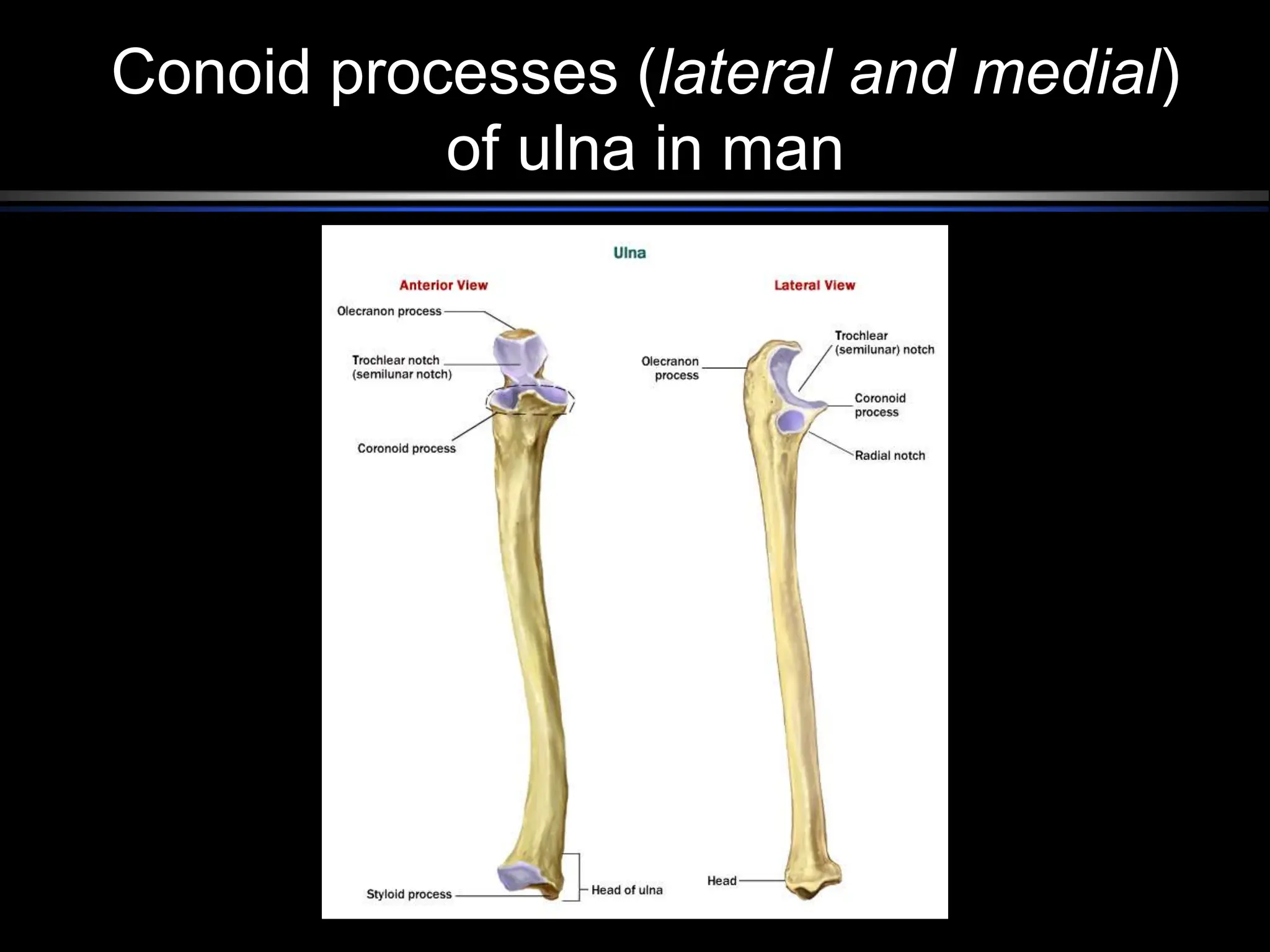Ex#01 Anatomy of Forelimb of Animals.ppt