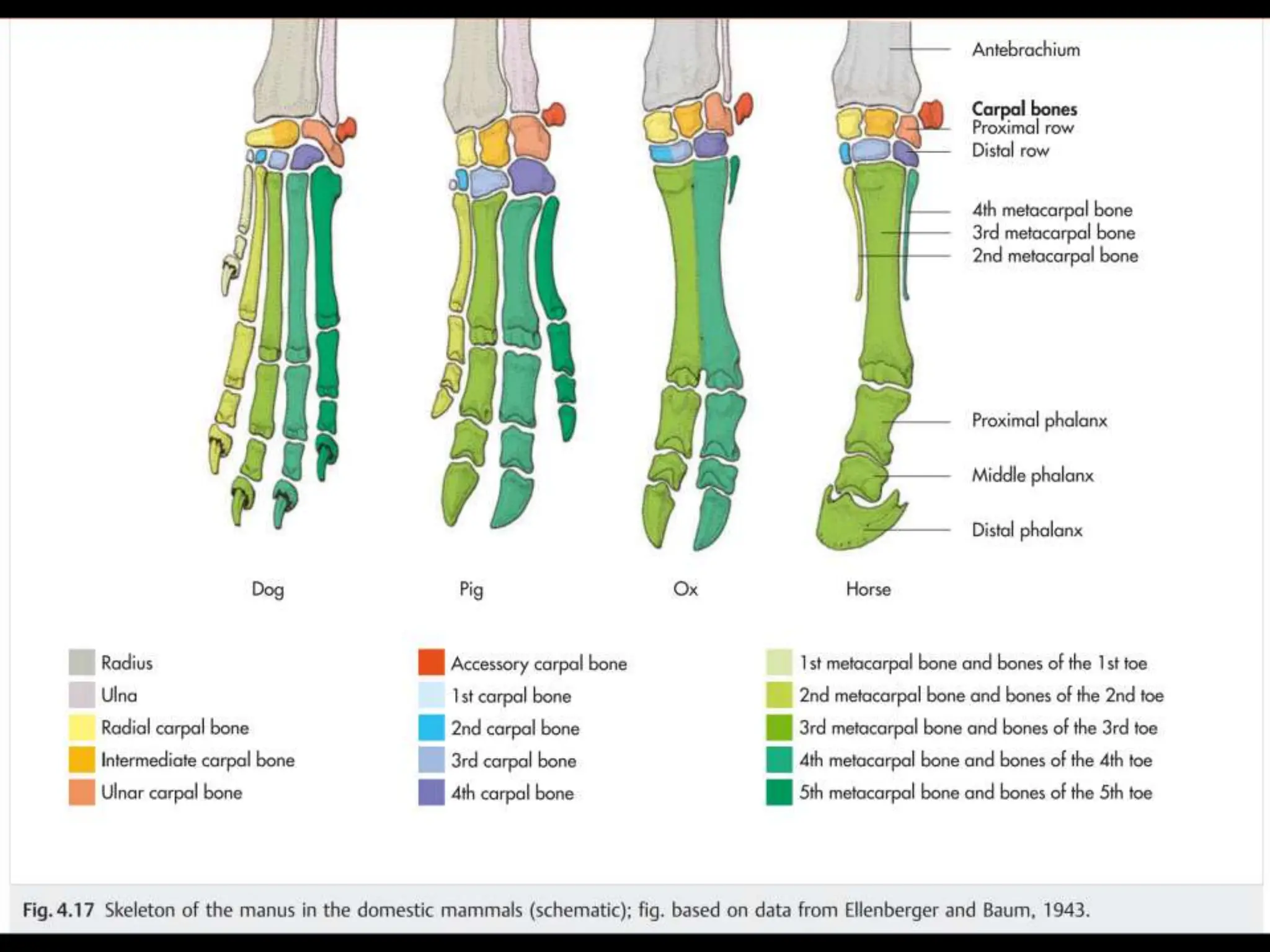 Ex#01 Anatomy of Forelimb of Animals.ppt