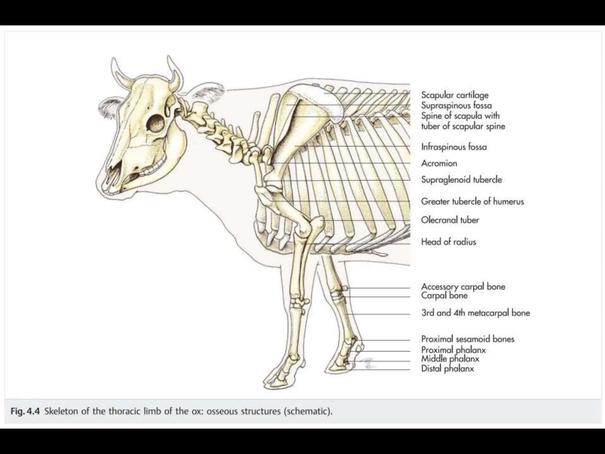 Ex#01 Anatomy of Forelimb of Animals.ppt