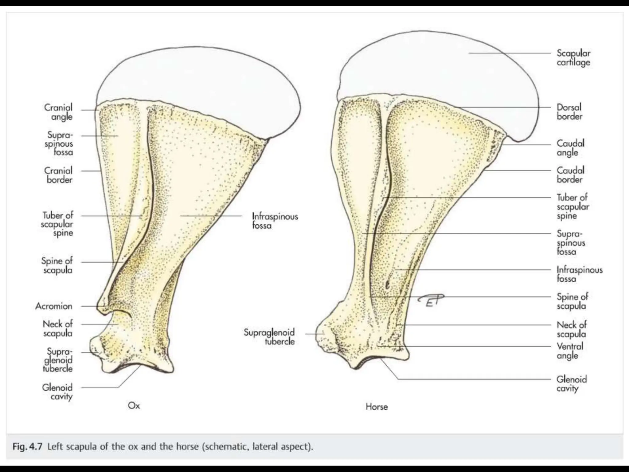 Ex#01 Anatomy of Forelimb of Animals.ppt