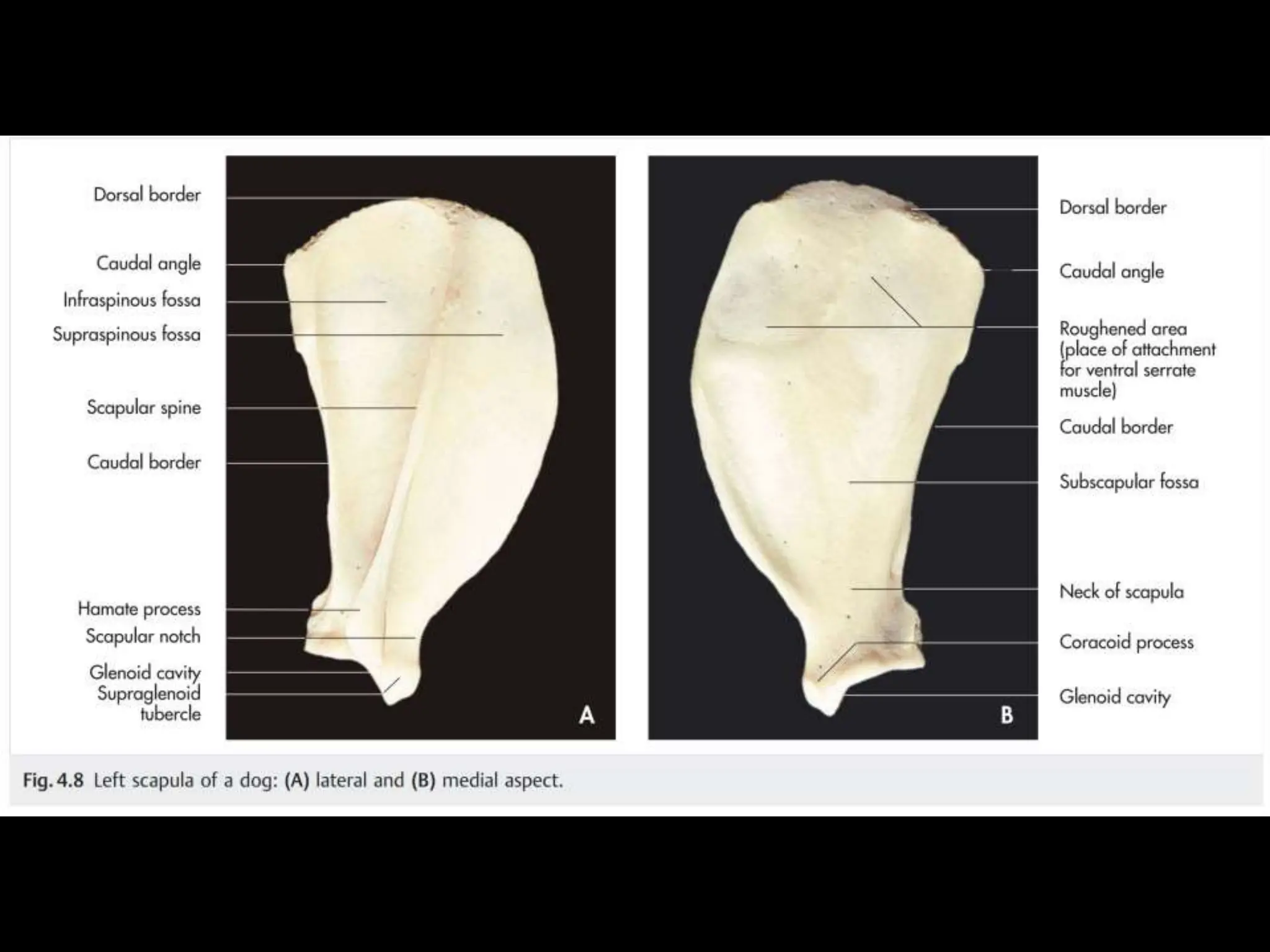 Ex#01 Anatomy of Forelimb of Animals.ppt