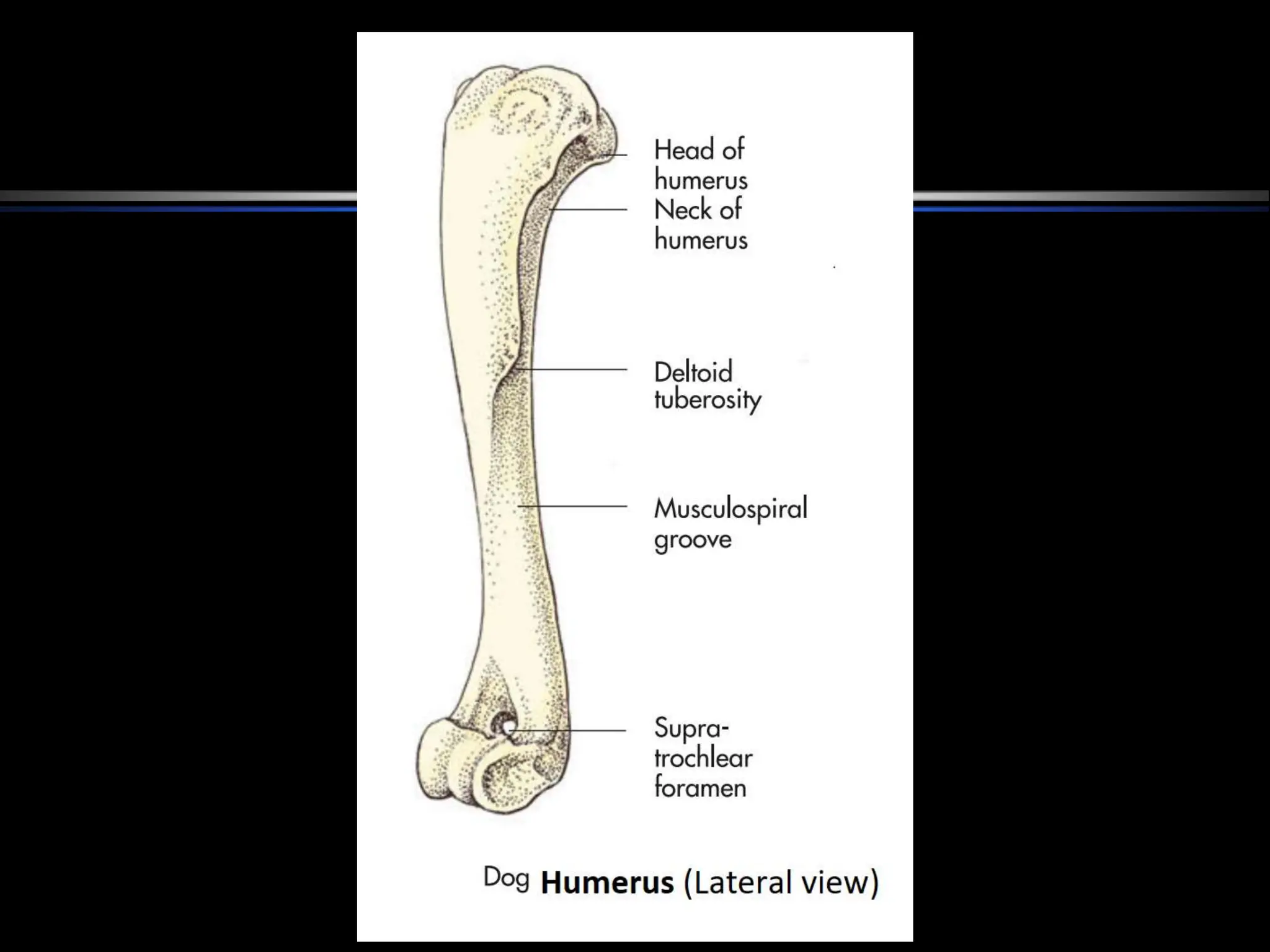 Ex#01 Anatomy of Forelimb of Animals.ppt