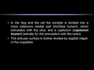 Ex#01 Anatomy of Forelimb of Animals.ppt