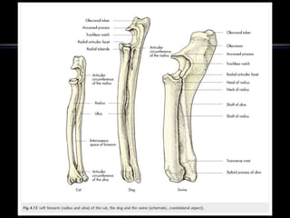 Ex#01 Anatomy of Forelimb of Animals.ppt