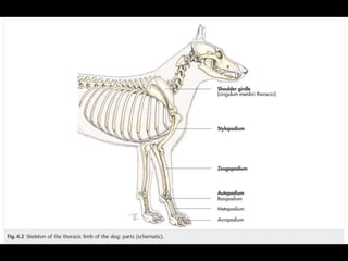 Ex#01 Anatomy of Forelimb of Animals.ppt