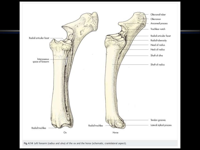 Ex#01 Anatomy of Forelimb of Animals.ppt