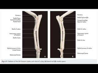 Ex#01 Anatomy of Forelimb of Animals.ppt