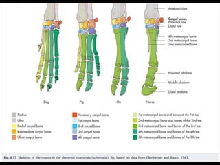 Ex#01 Anatomy of Forelimb of Animals.ppt