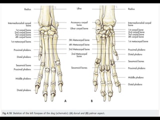 Ex#01 Anatomy of Forelimb of Animals.ppt