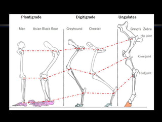Ex#01 Anatomy of Forelimb of Animals.ppt