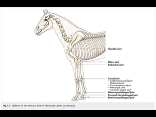 Ex#01 Anatomy of Forelimb of Animals.ppt