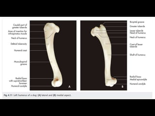 Ex#01 Anatomy of Forelimb of Animals.ppt
