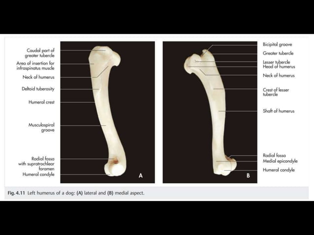 Ex#01 Anatomy of Forelimb of Animals.ppt