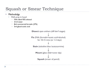 Squash Petiole Microscope Slide