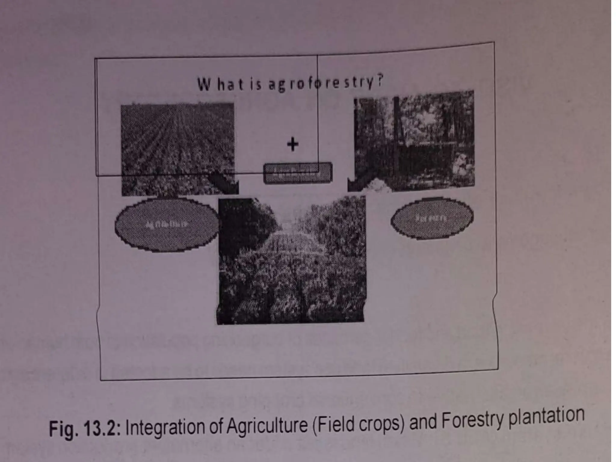 Visit to AICRP on Agroforestry Ex 13.pptx