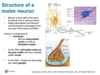 ex_15_Histology of Nerveous system.pptxx | PPT