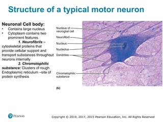 ex_15_Histology of Nerveous system.pptxx | PPTX