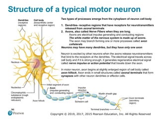 ex_15_Histology of Nerveous system.pptxx | PPTX