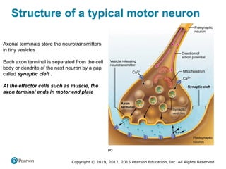 ex_15_Histology of Nerveous system.pptxx | PPT