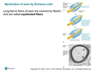 ex_15_Histology of Nerveous system.pptxx | PPT