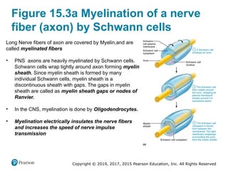 ex_15_Histology of Nerveous system.pptxx | PPT