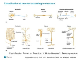 ex_15_Histology of Nerveous system.pptxx | PPT