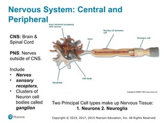 ex_15_Histology of Nerveous system.pptxx | PPT