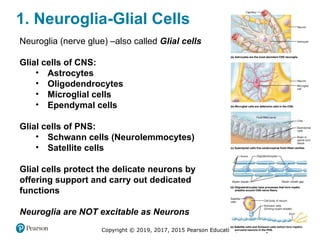 ex_15_Histology of Nerveous system.pptxx | PPT
