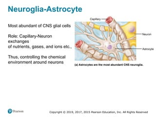 ex_15_Histology of Nerveous system.pptxx | PPT