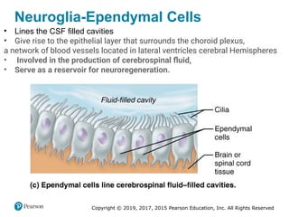 ex_15_Histology of Nerveous system.pptxx | PPTX