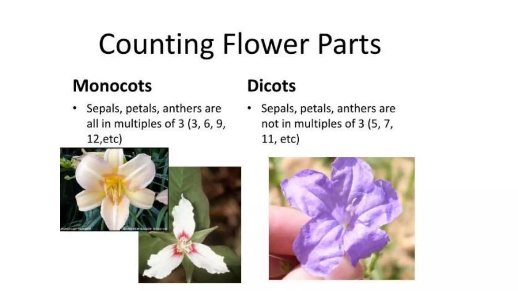 Ex 1 flower structure of monocot and dicot plants | PPT