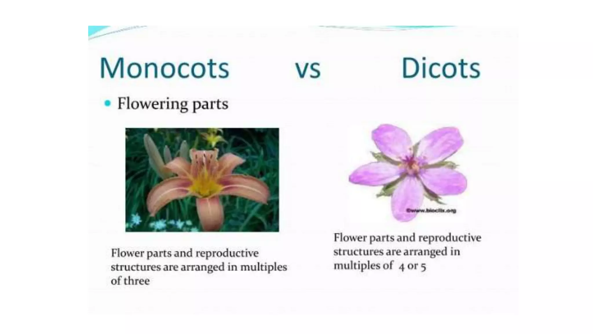 Ex 1 flower structure of monocot and dicot plants | PPT