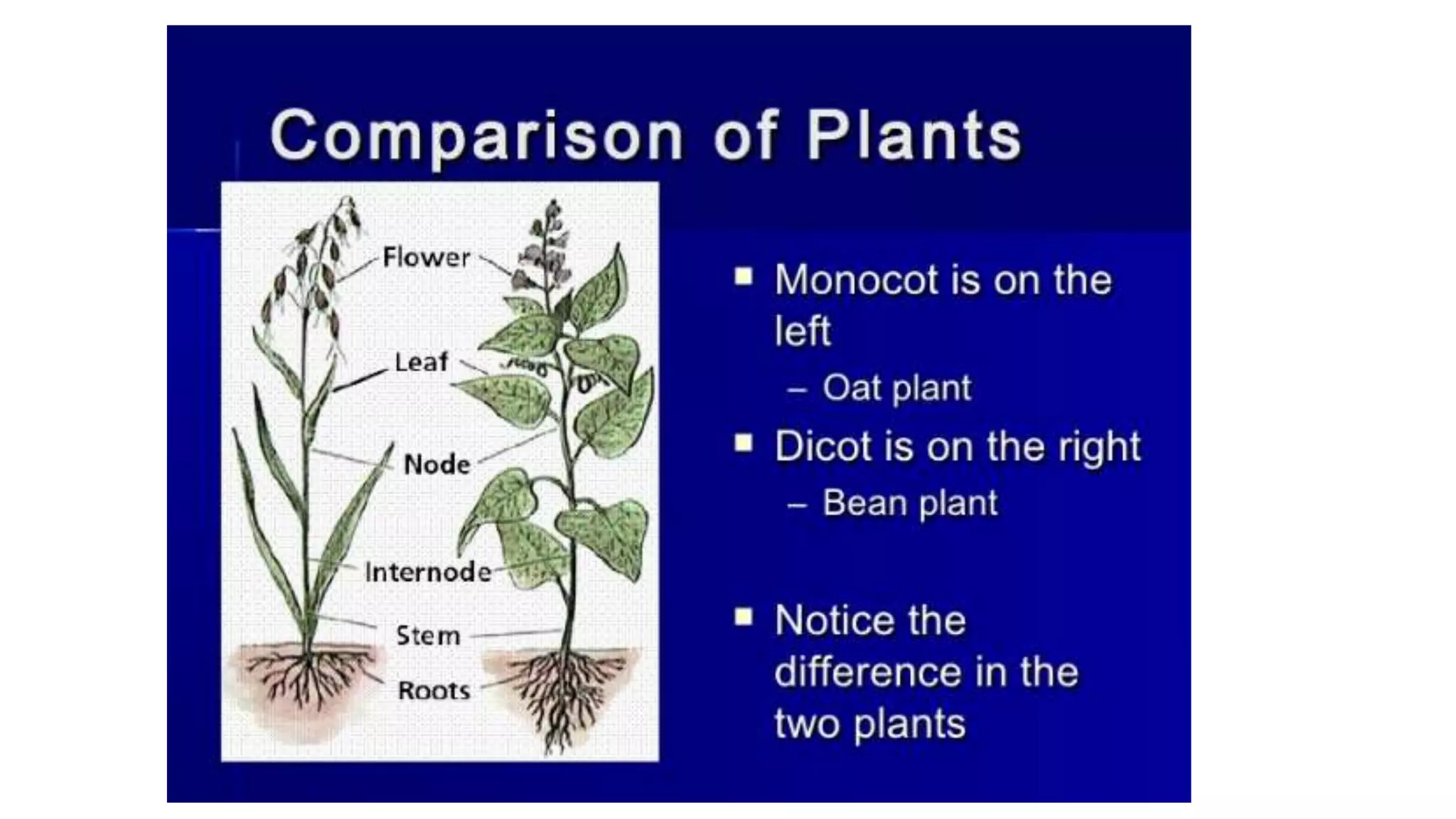 Ex 1 flower structure of monocot and dicot plants | PPT