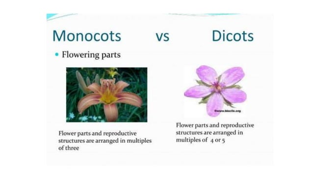 Ex 1 flower structure of monocot and dicot plants | PPT