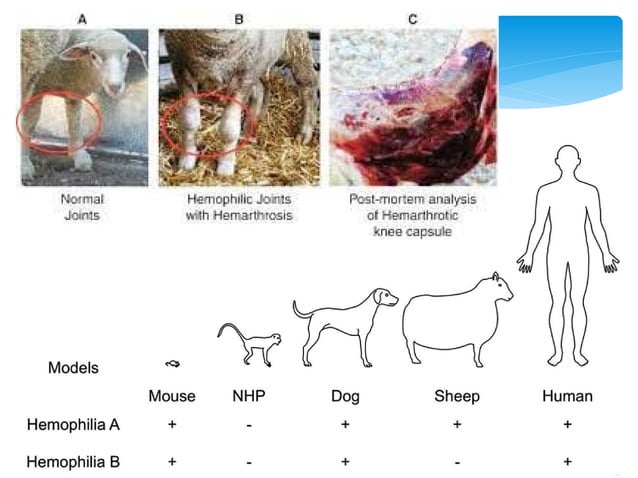 Anticoagulant and Blood Collecting Tubes | PDF | Blood Disorders ...