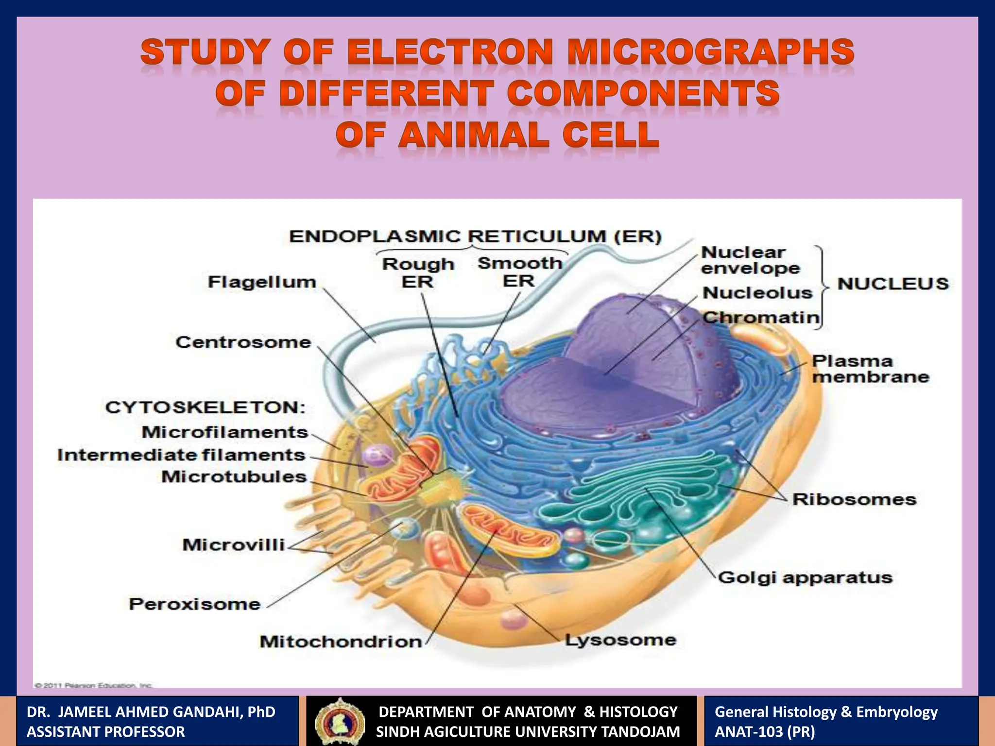 STUDY OF ELECTRON MICROGRAPHS OF DIFFERENT COMPONENTS OF ANIMAL CELL | PPTX