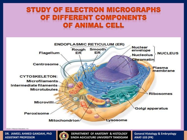 STUDY OF ELECTRON MICROGRAPHS OF DIFFERENT COMPONENTS OF ANIMAL CELL ...