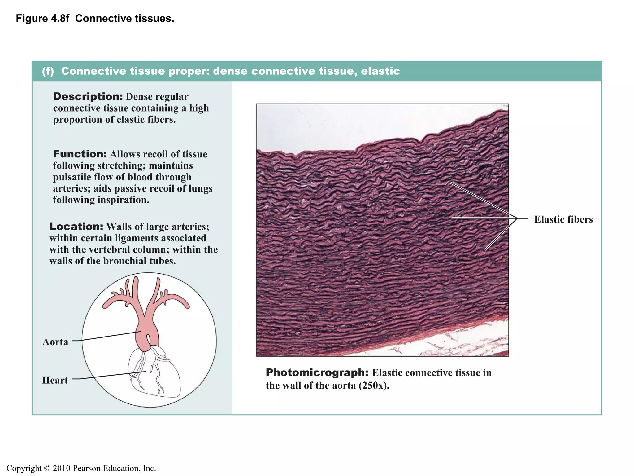 Ex 6a connective_tissues | PPT