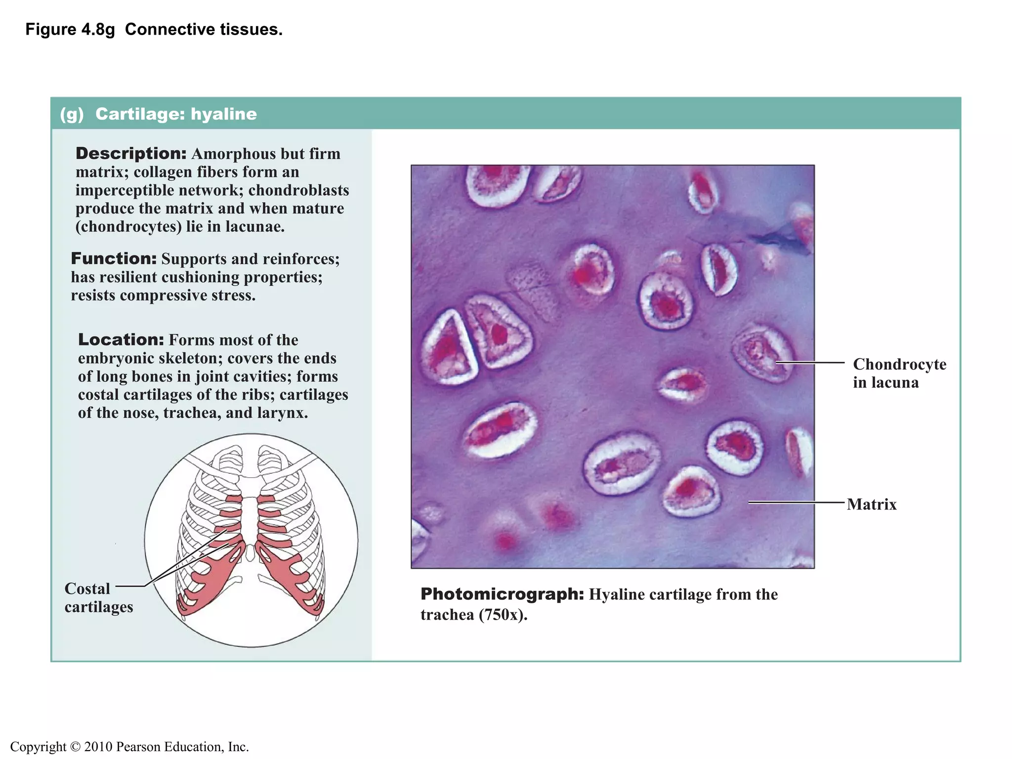 Ex 6a connective_tissues | PPT
