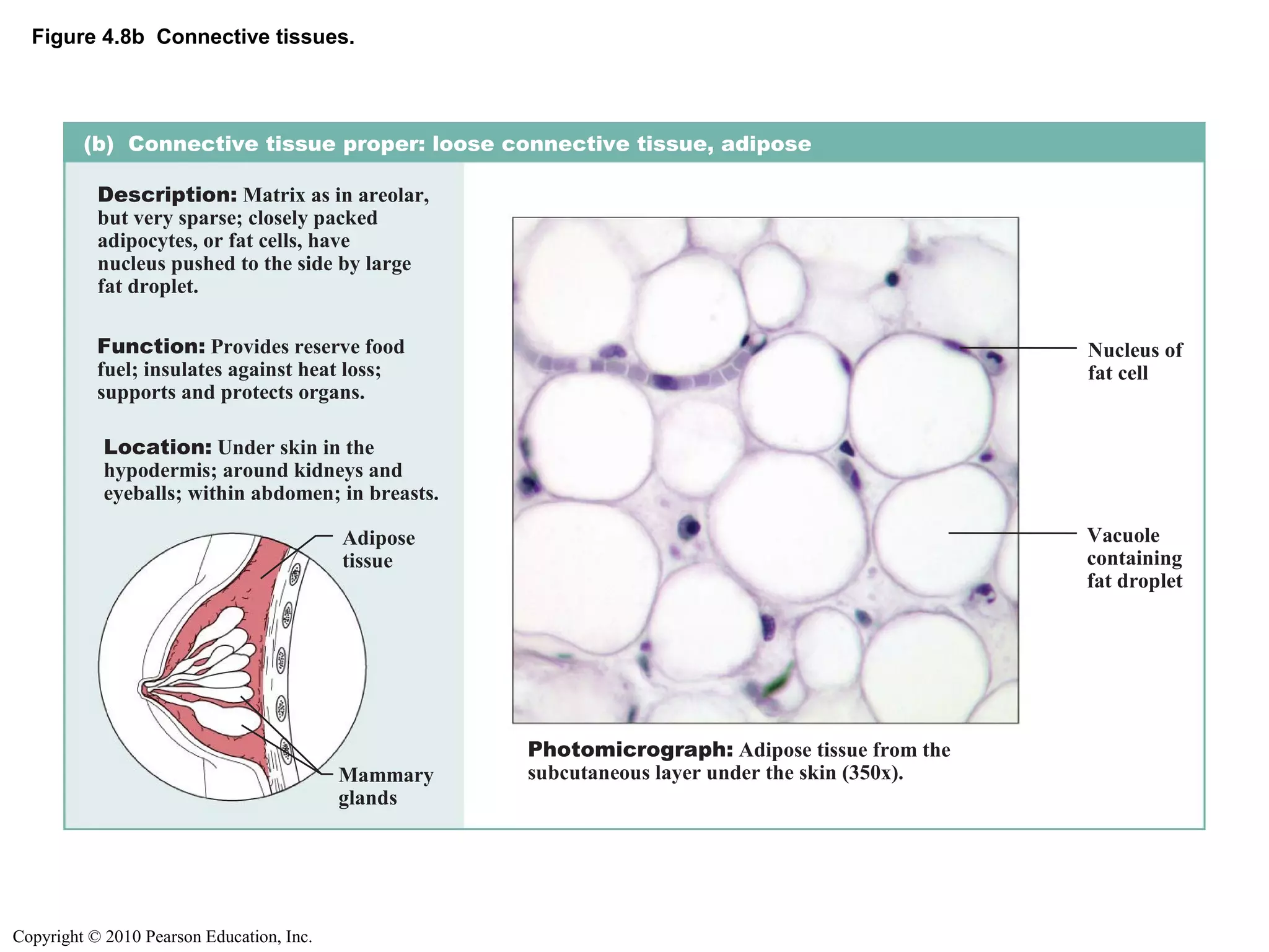 Ex 6a connective_tissues | PPT