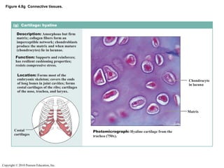 Ex 6a connective_tissues | PPT