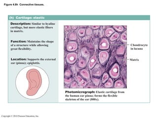 Ex 6a connective_tissues | PPT